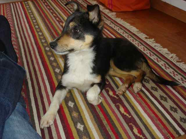 Alfi - Pfotenfreunde Rumänien