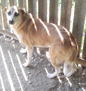 Cici heute Lisa - Pfotenfreunde Rumänien