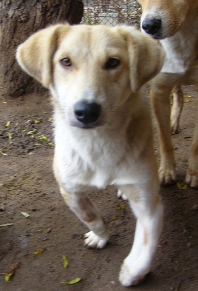 Labuta - Pfotenfreunde Rumänien