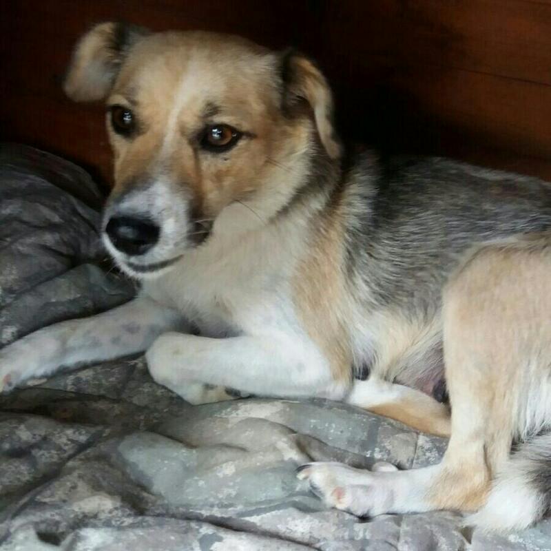 Lexi / Mama 7 (P) - Pfotenfreunde Rumänien