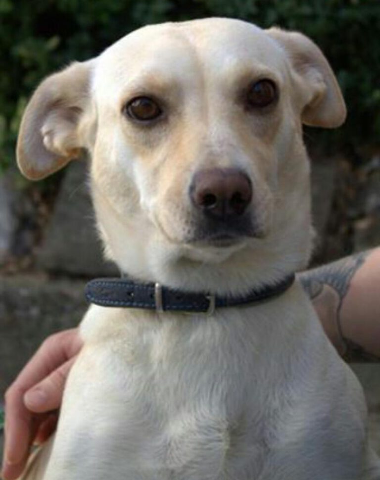 Mikayla / Hund 15 - Pfotenfreunde Rumänien