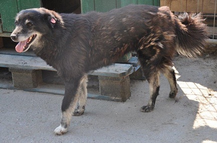 Pitica - Pfotenfreunde Rumänien