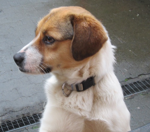 Robert jetzt Henry - Pfotenfreunde Rumänien