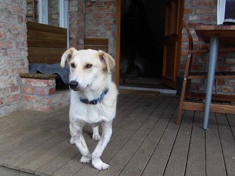 Labuta - Pfotenfreunde Rumänien