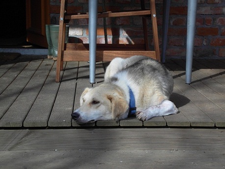 Labuta - Pfotenfreunde Rumänien