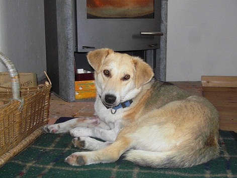 Labuta - Pfotenfreunde Rumänien