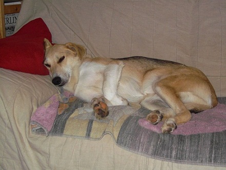 Labuta - Pfotenfreunde Rumänien