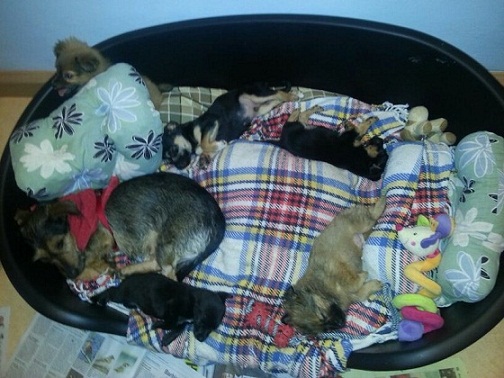 Vroni - Pfotenfreunde Rumänien