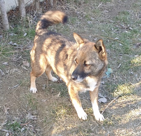 Aschi - Pfotenfreunde Rumänien