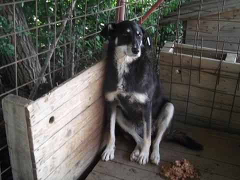 Ciura - Pfotenfreunde Rumänien