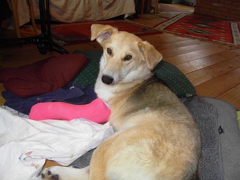 Labuta - Pfotenfreunde Rumänien