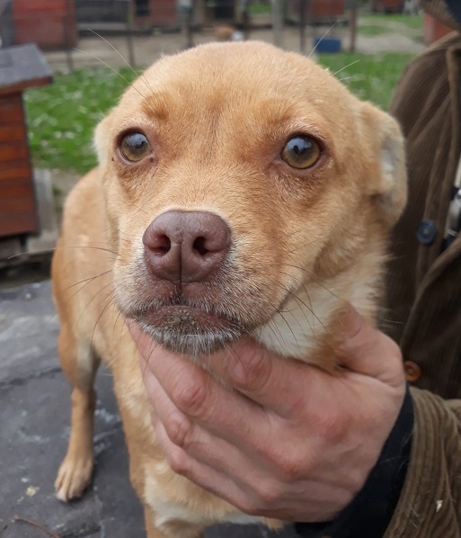 Leila - Pfotenfreunde Rumänien